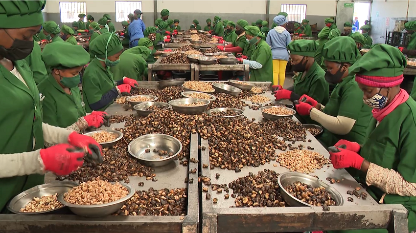 Comercialização de Castanha de Caju: Distrito de Bilene, em Gaza ...