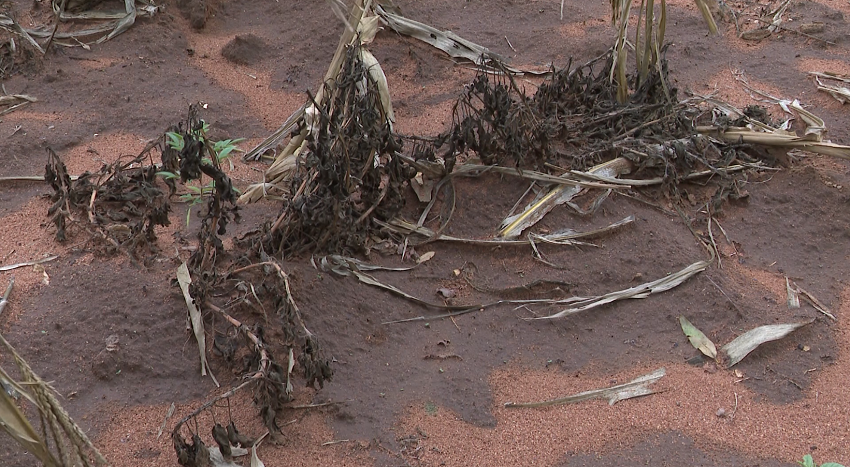 Fenómeno El Niño em Maputo : Cerca de 8 mil famílias em Magude perderam ...